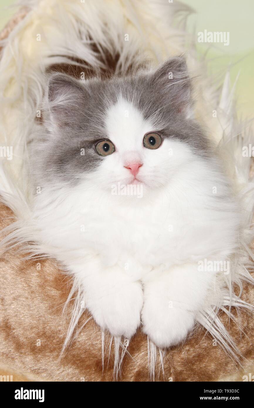German Longhair Kitten Stock Photo - Alamy