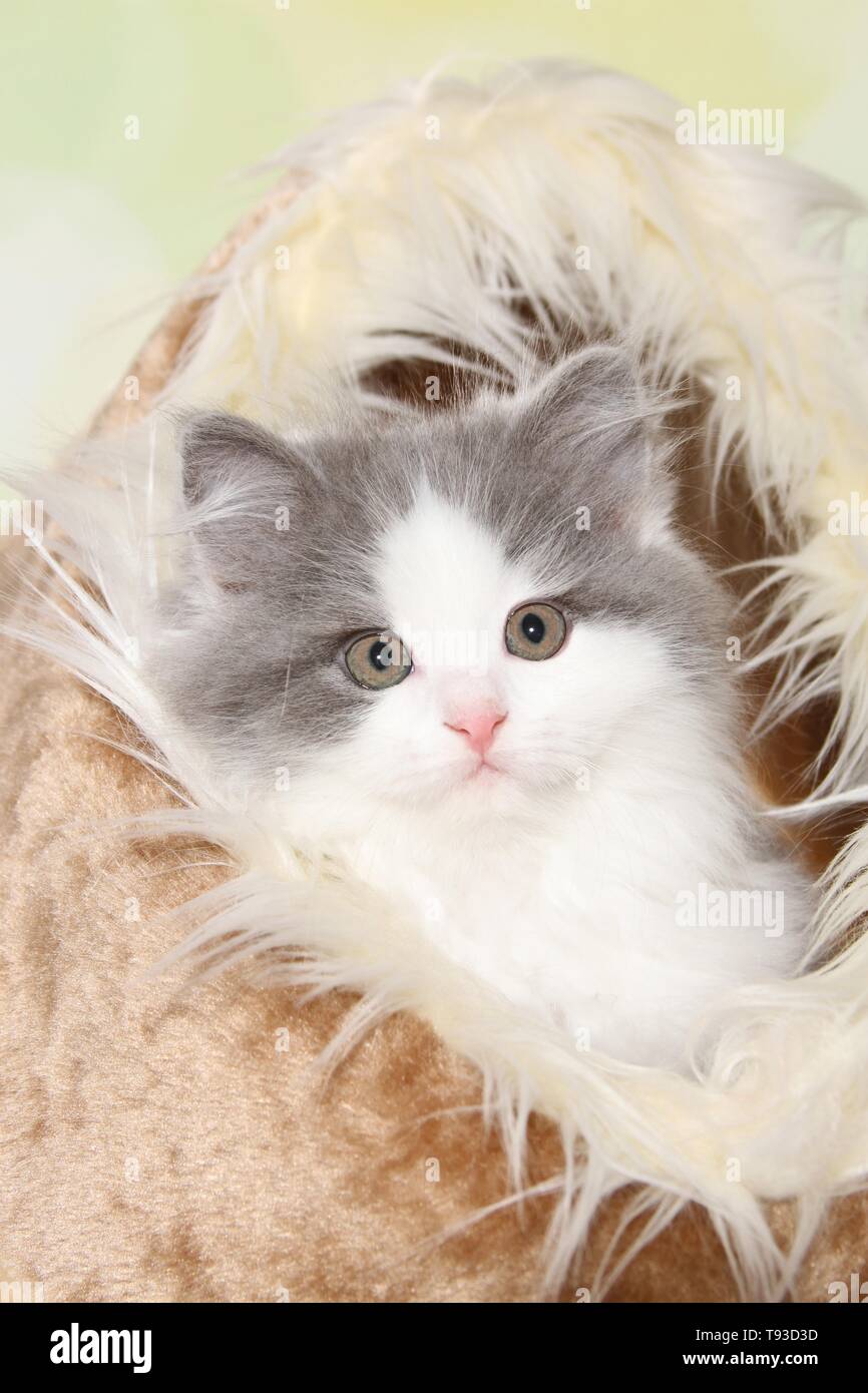 German Longhair Kitten Stock Photo - Alamy