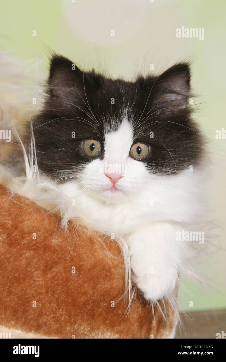 German Longhair Kitten Stock Photo - Alamy