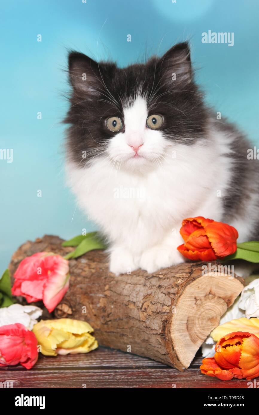 German Longhair Kitten Stock Photo - Alamy