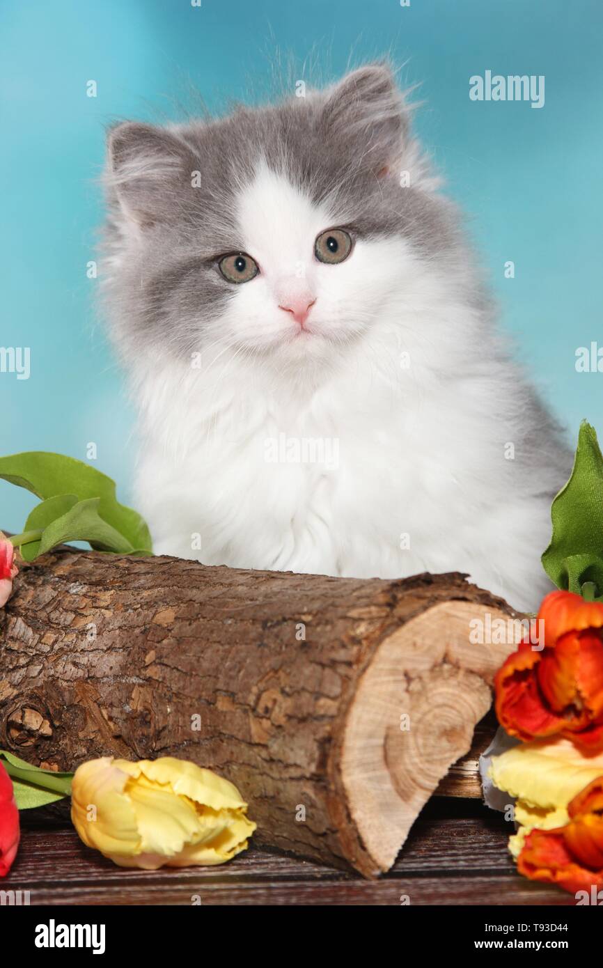 German Longhair Kitten Stock Photo - Alamy