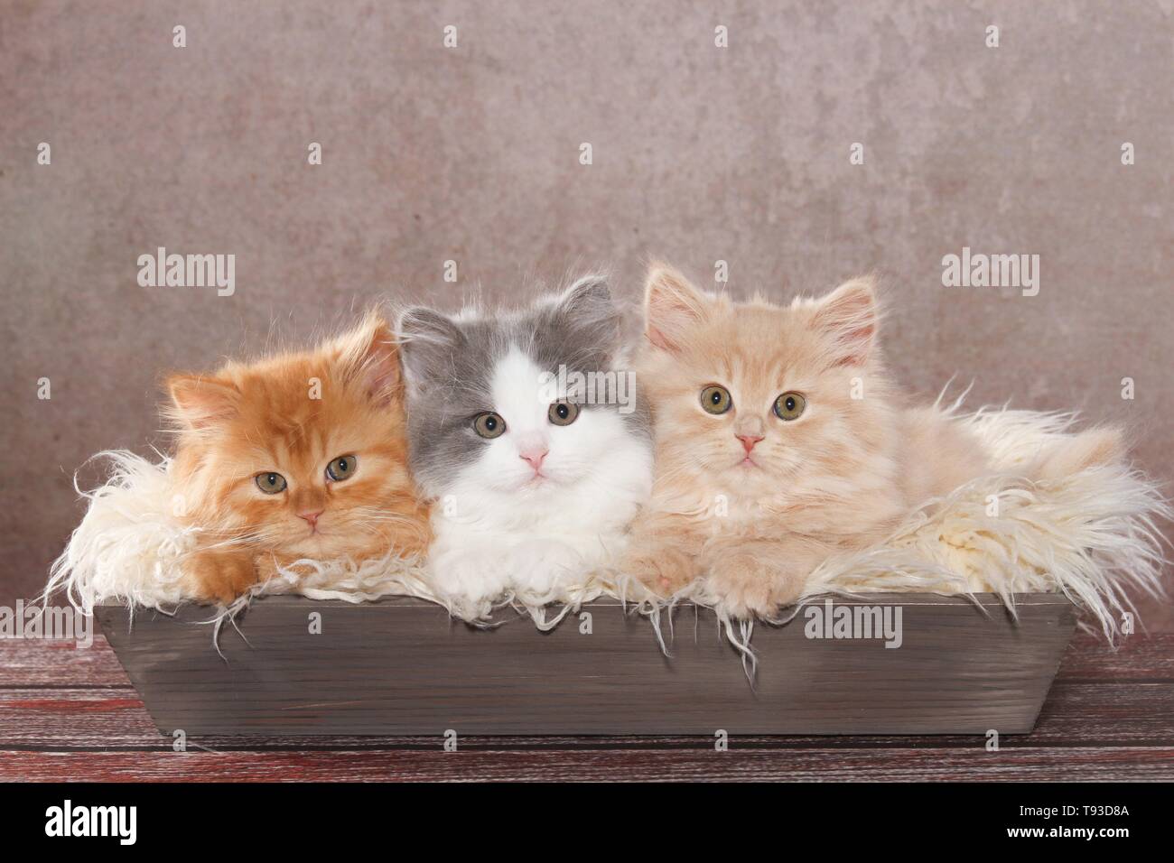 German Longhair Kitten Stock Photo - Alamy