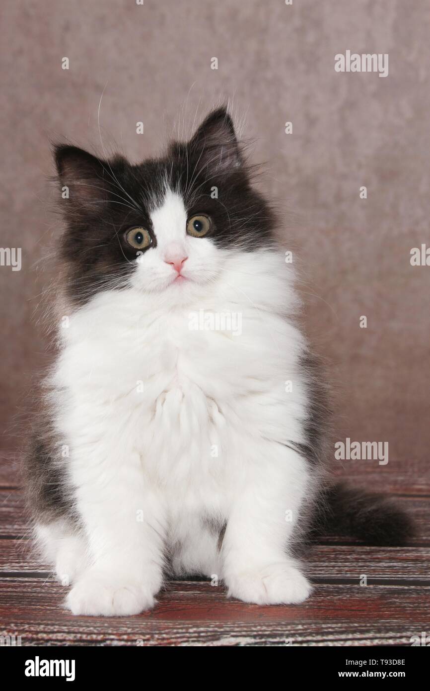 German Longhair Kitten Stock Photo - Alamy