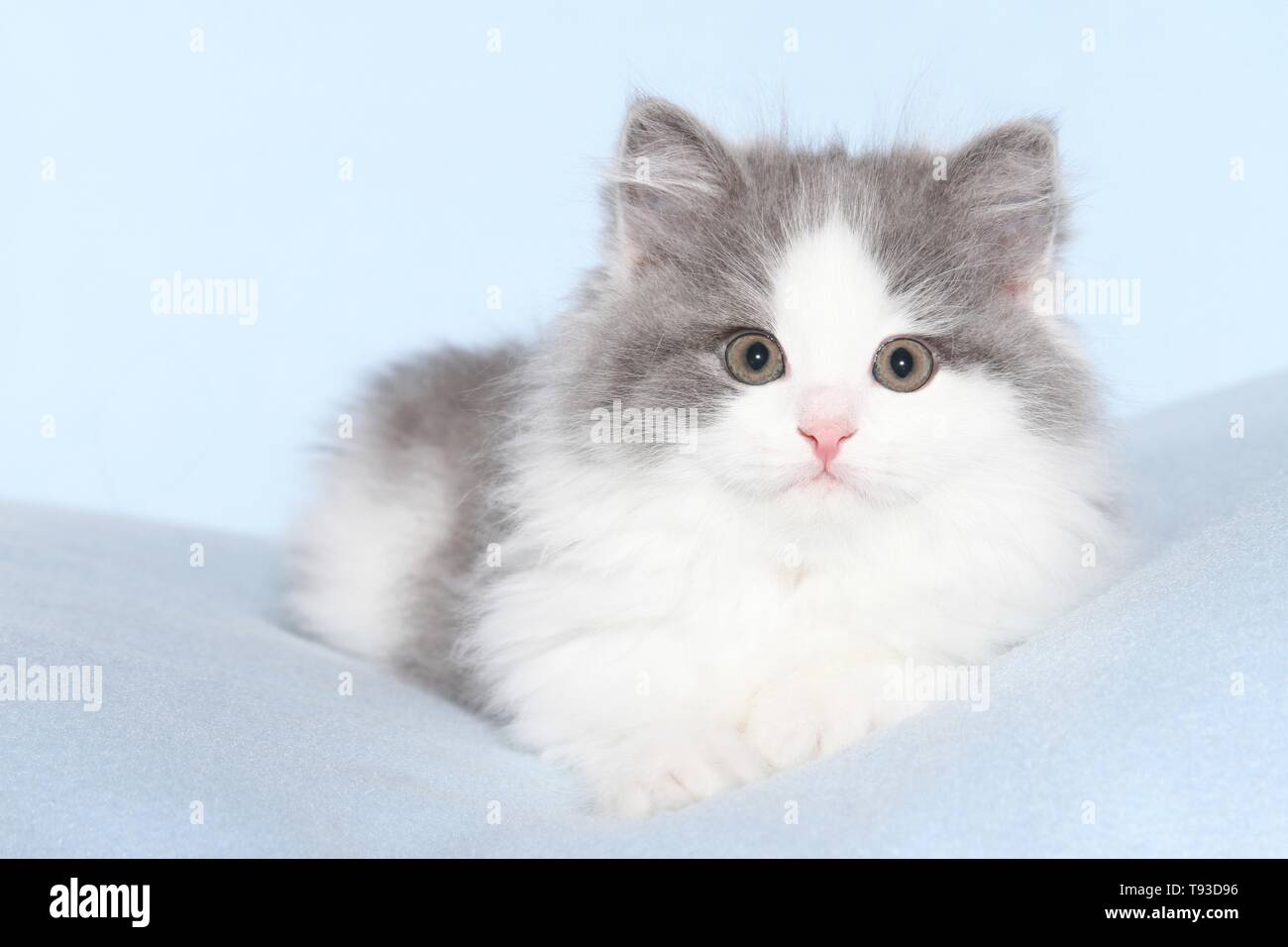 German Longhair Kitten Stock Photo - Alamy