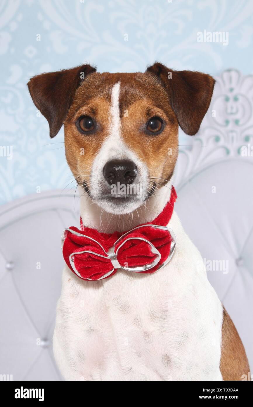 Parson Russell Terrier Portrait Stock Photo - Alamy