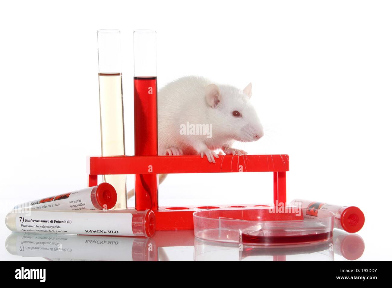 Experimentation animals hi-res stock photography and images - Alamy