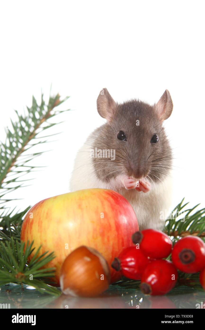 Rats grooming hi-res stock photography and images - Alamy