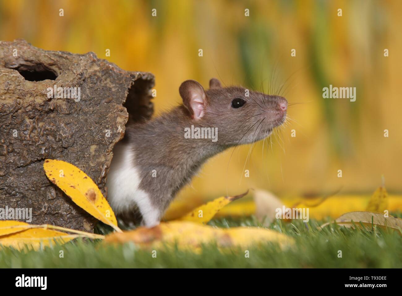 Brown hooded rat hi-res stock photography and images - Alamy