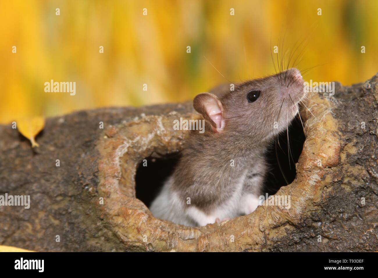 Brown hooded rat hi-res stock photography and images - Alamy