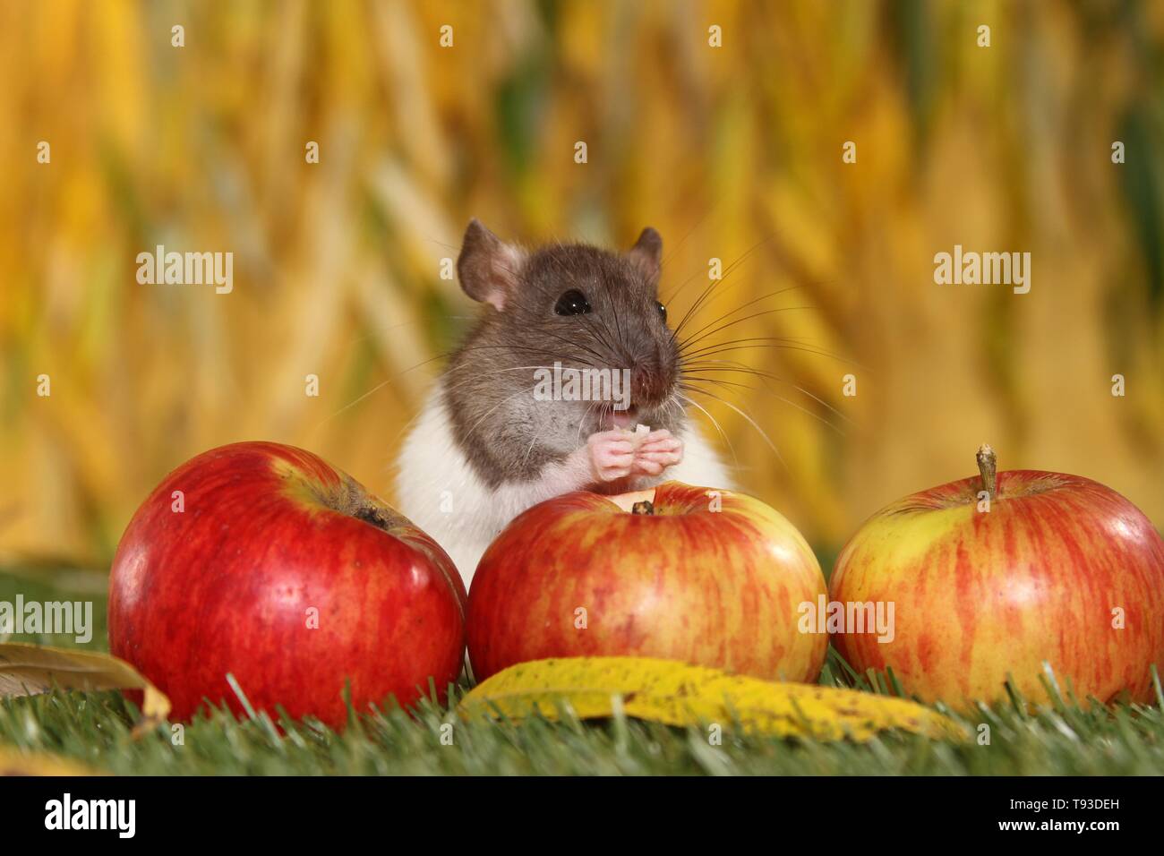 Two rats eating hi-res stock photography and images - Alamy