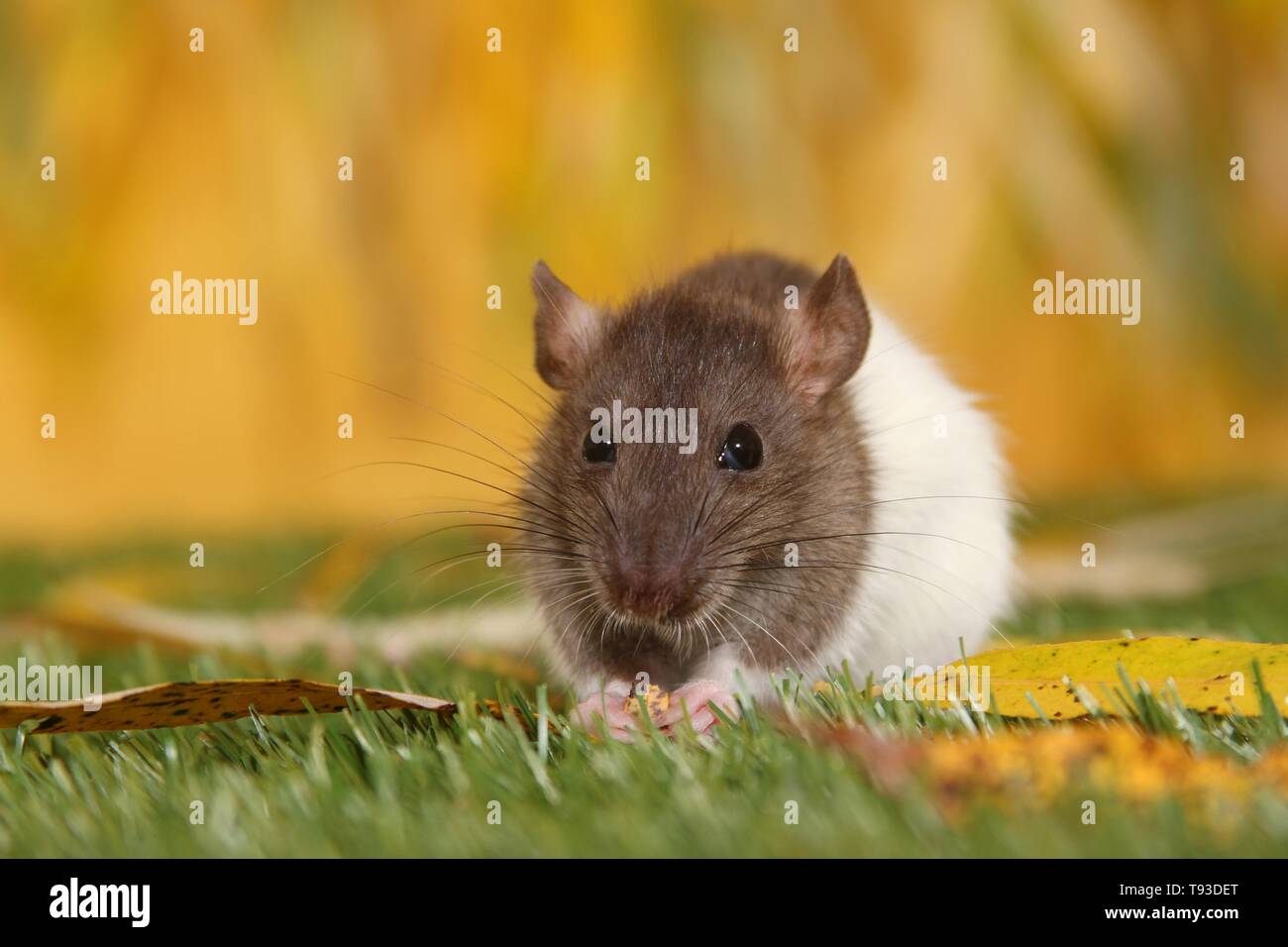 Brown hooded rat hi-res stock photography and images - Alamy