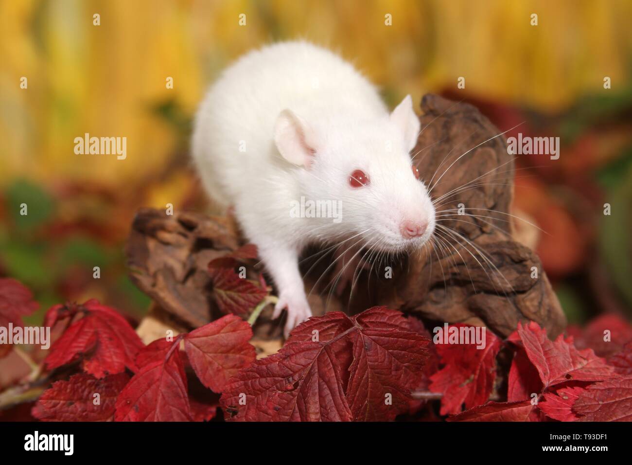 Fancy outdoor light hi-res stock photography and images - Alamy
