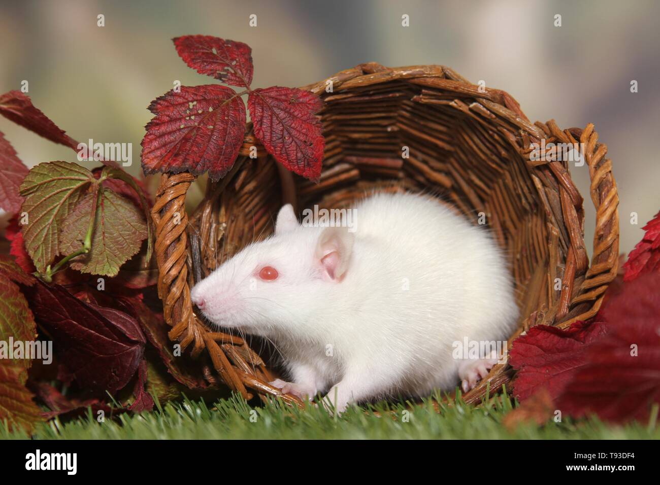 Albino white domesticated rat rattus hi-res stock photography and ...