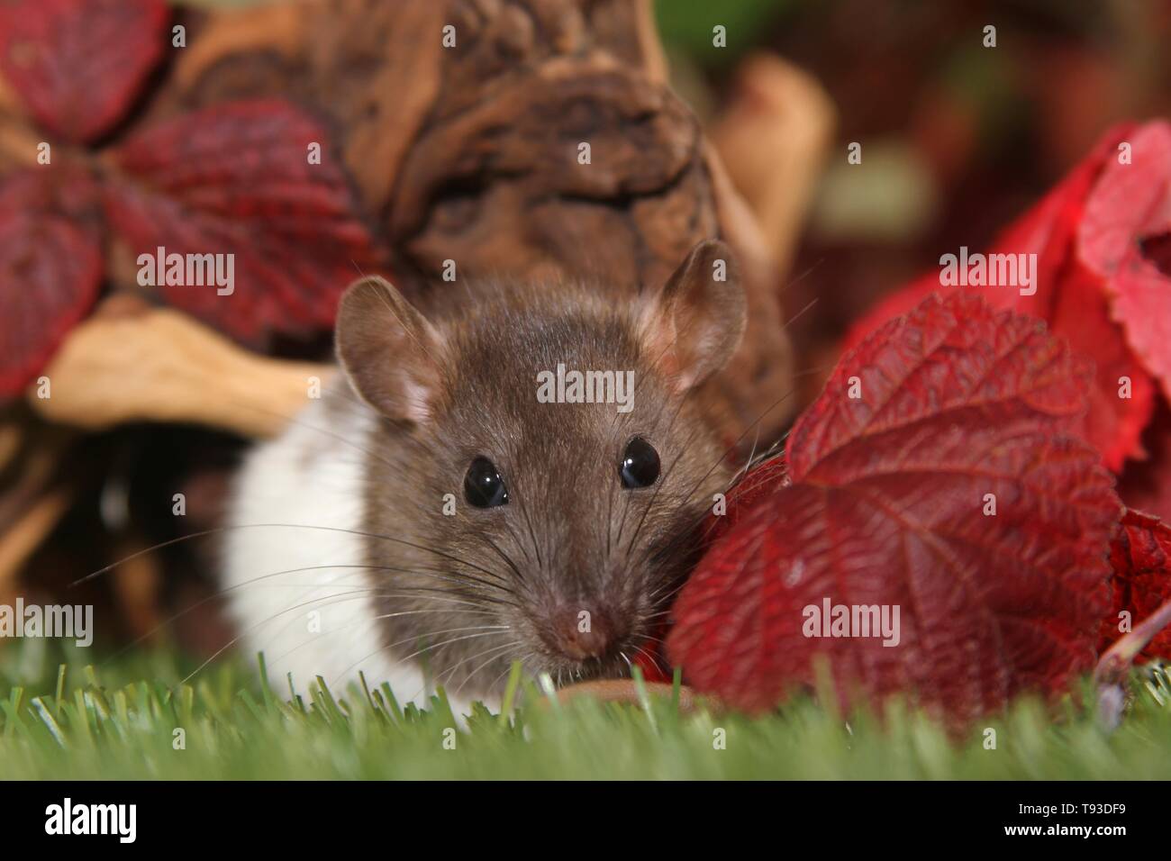 Brown hooded rat hi-res stock photography and images - Alamy