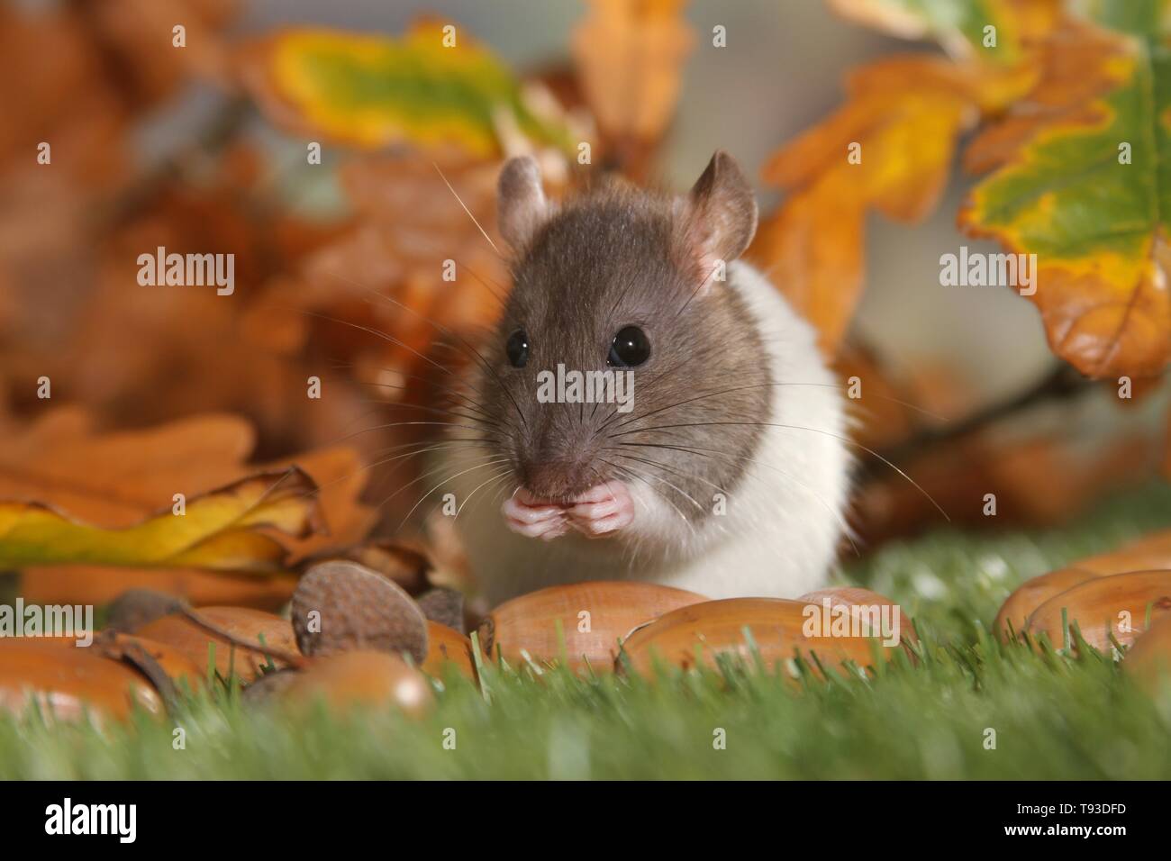 Acorns fancy hi-res stock photography and images - Alamy