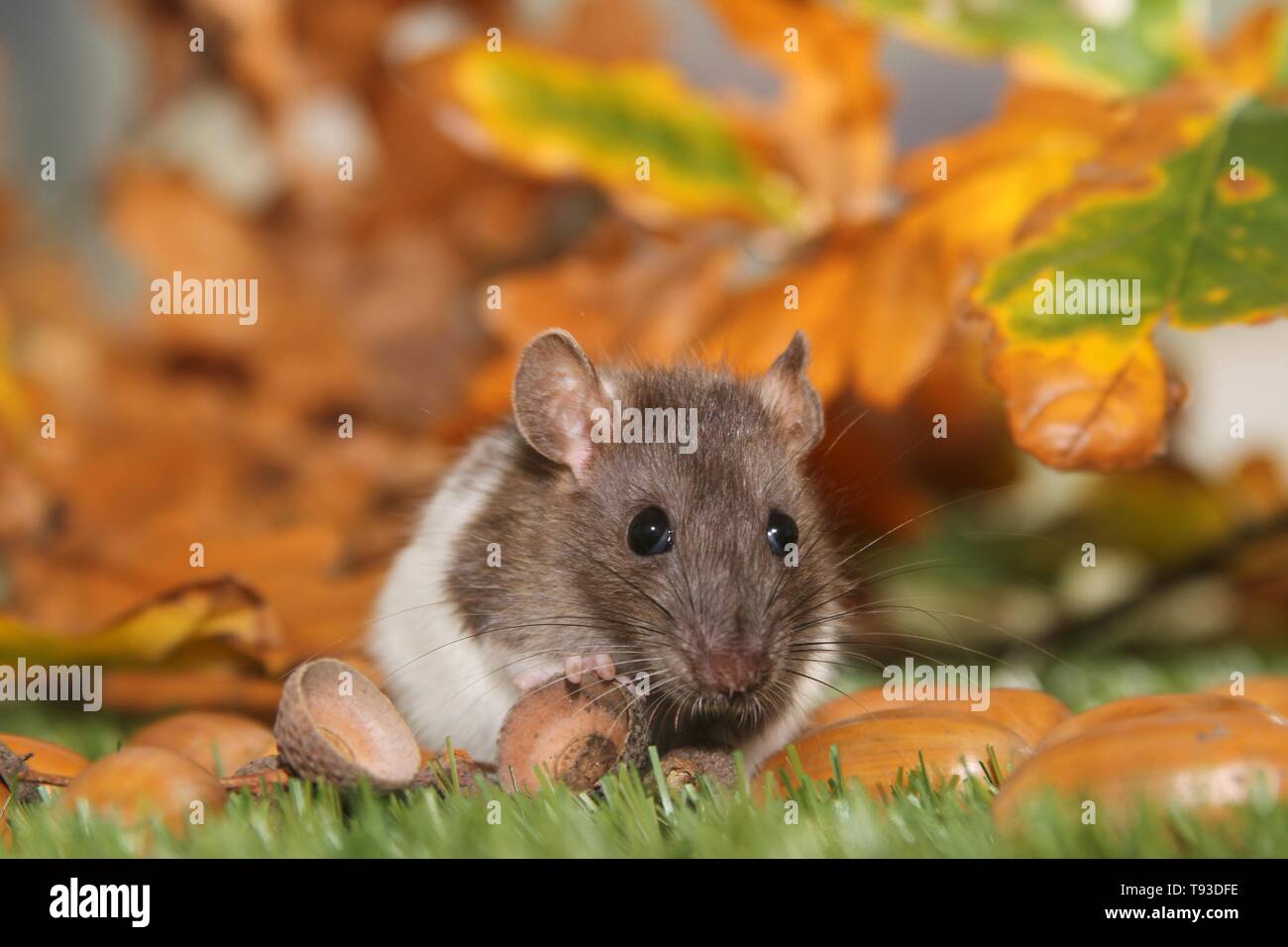 Acorns fancy hi-res stock photography and images - Alamy