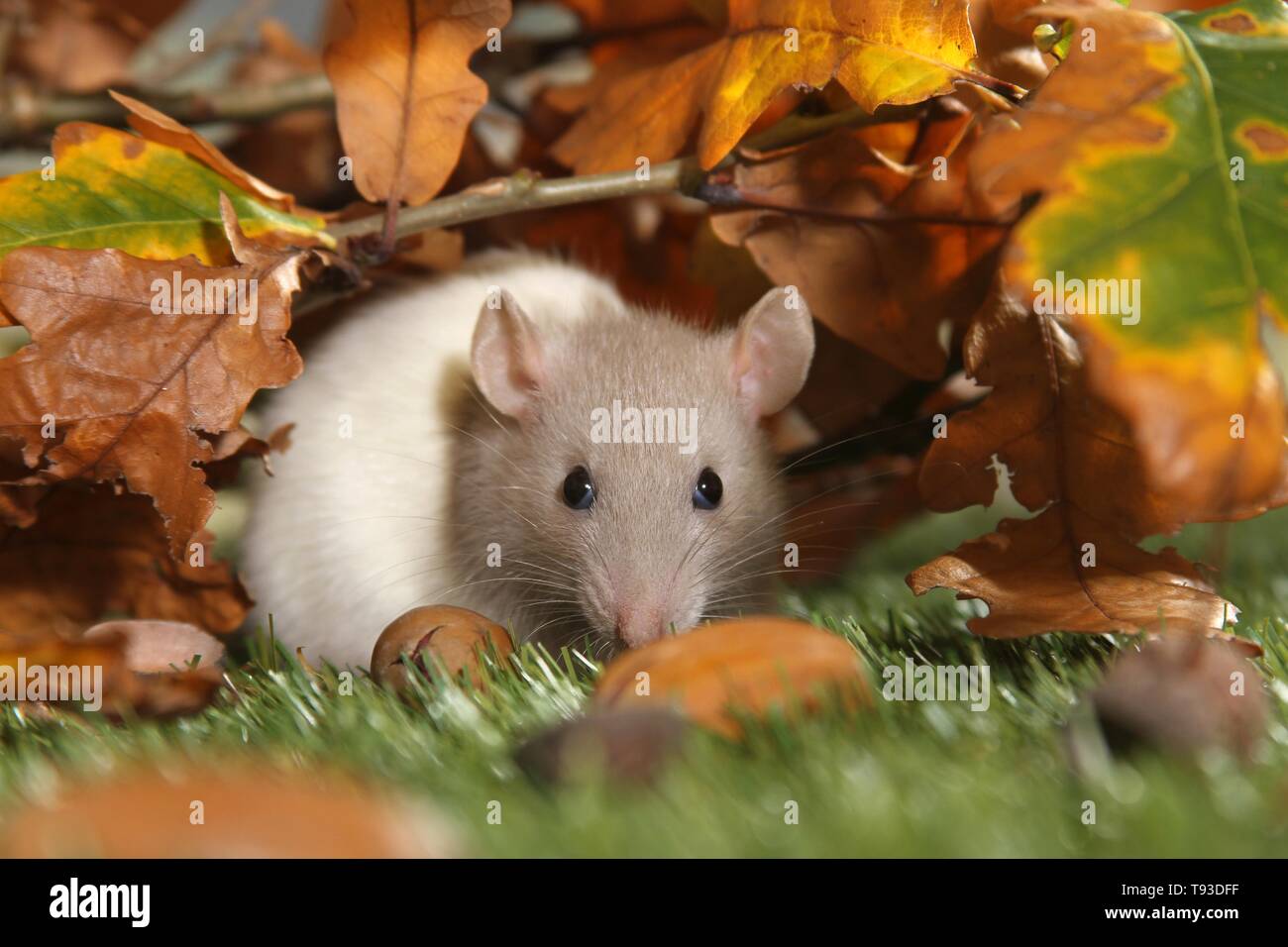 Acorns fancy hi-res stock photography and images - Alamy