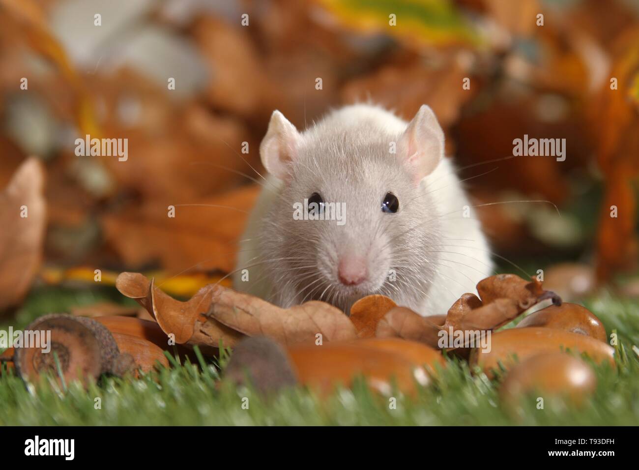 Acorns fancy hi-res stock photography and images - Alamy