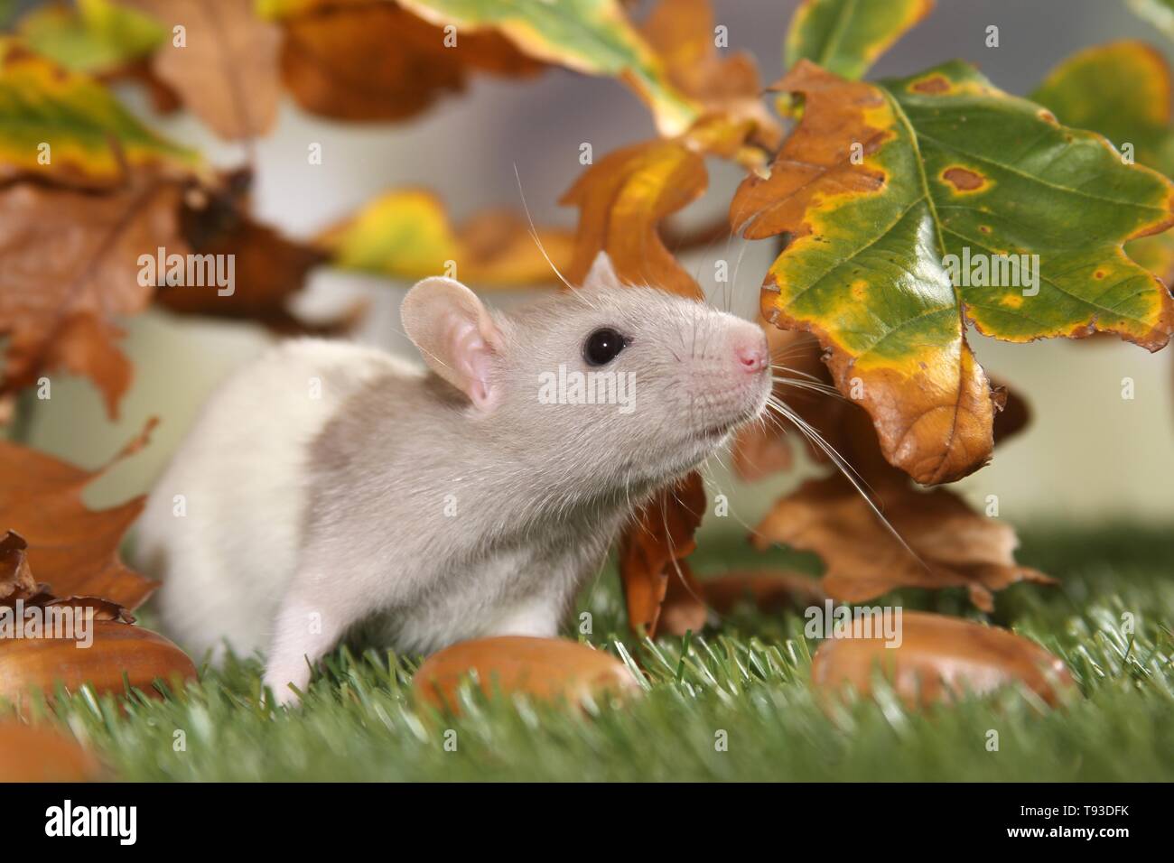 Acorns fancy hi-res stock photography and images - Alamy