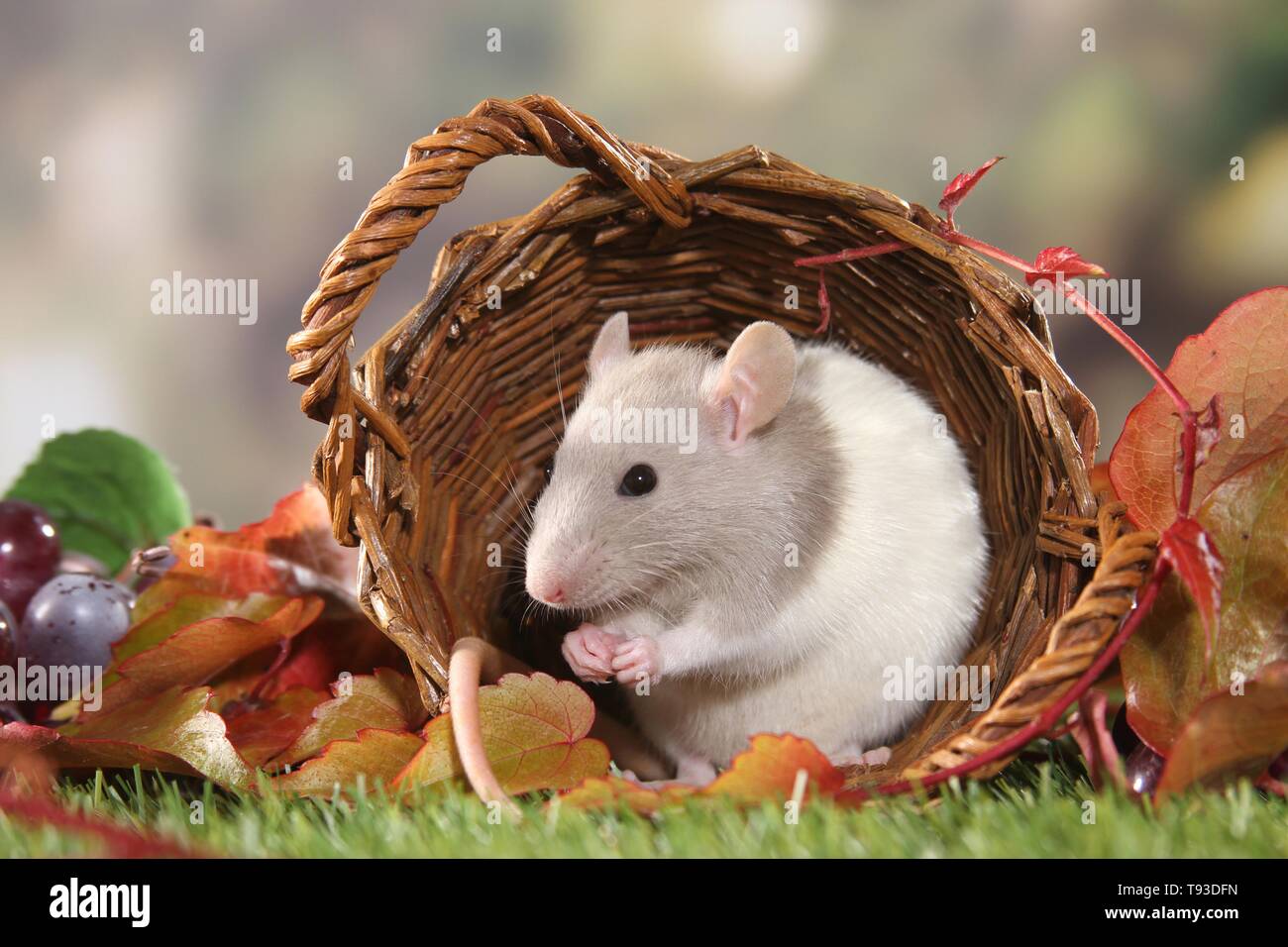 Legs grapes hi-res stock photography and images - Alamy