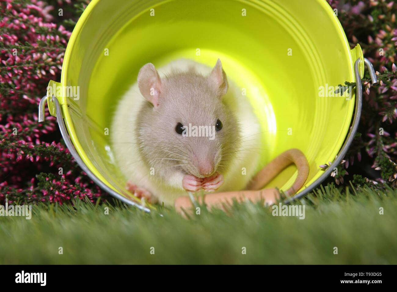 Fancy buckets hi-res stock photography and images - Alamy