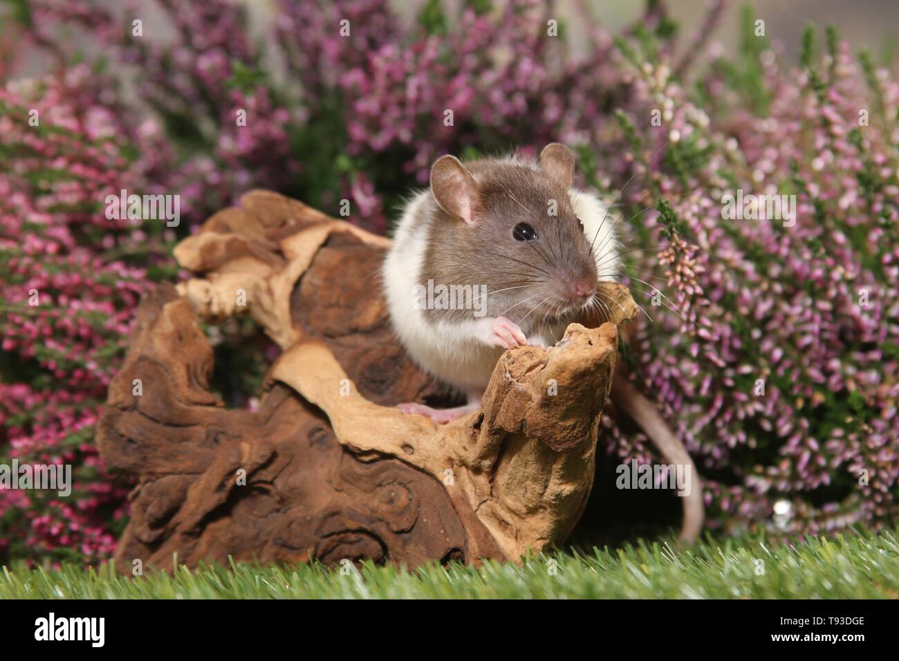 Brown hooded rat hi-res stock photography and images - Alamy