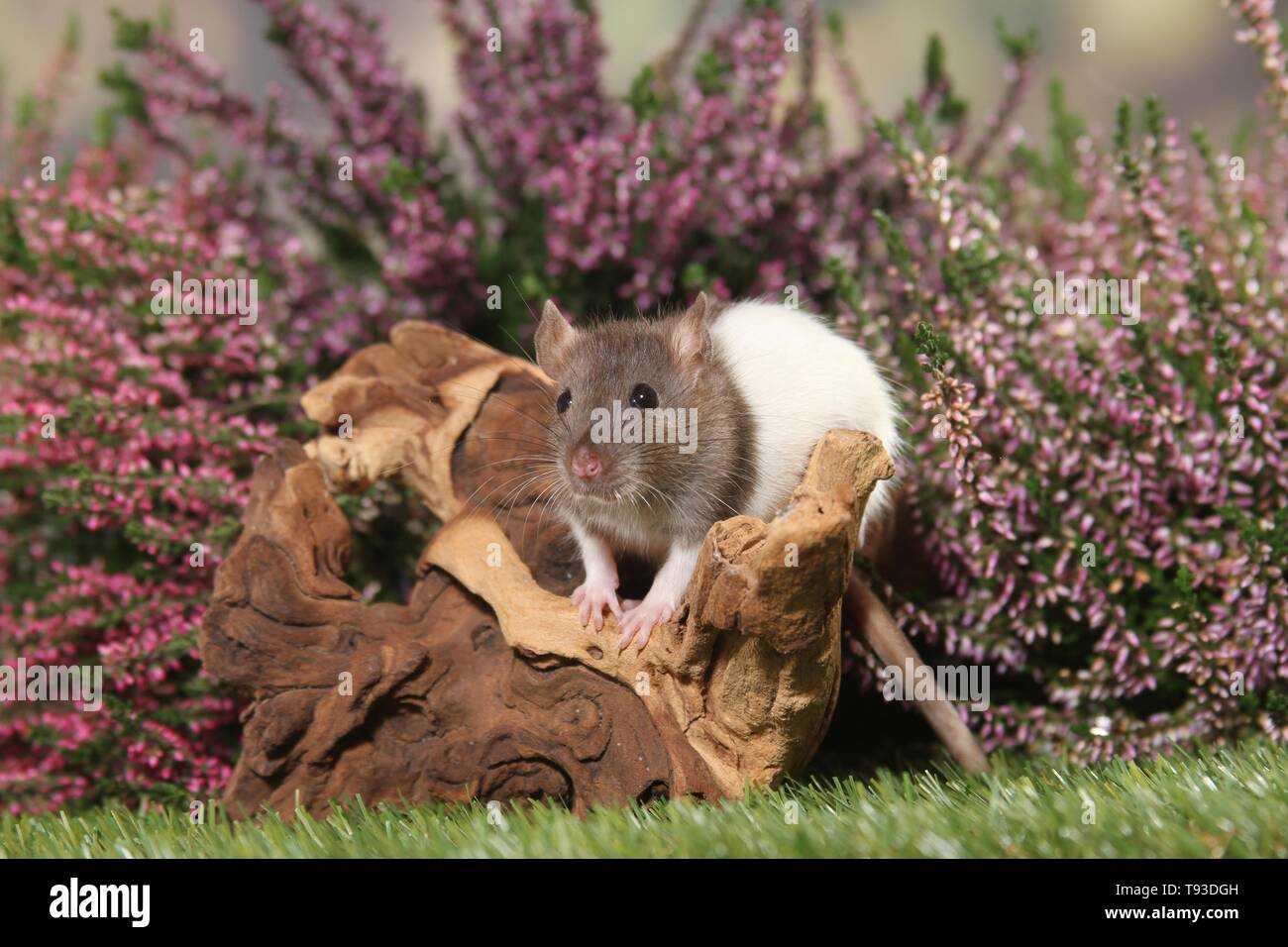 Brown hooded rat hi-res stock photography and images - Alamy