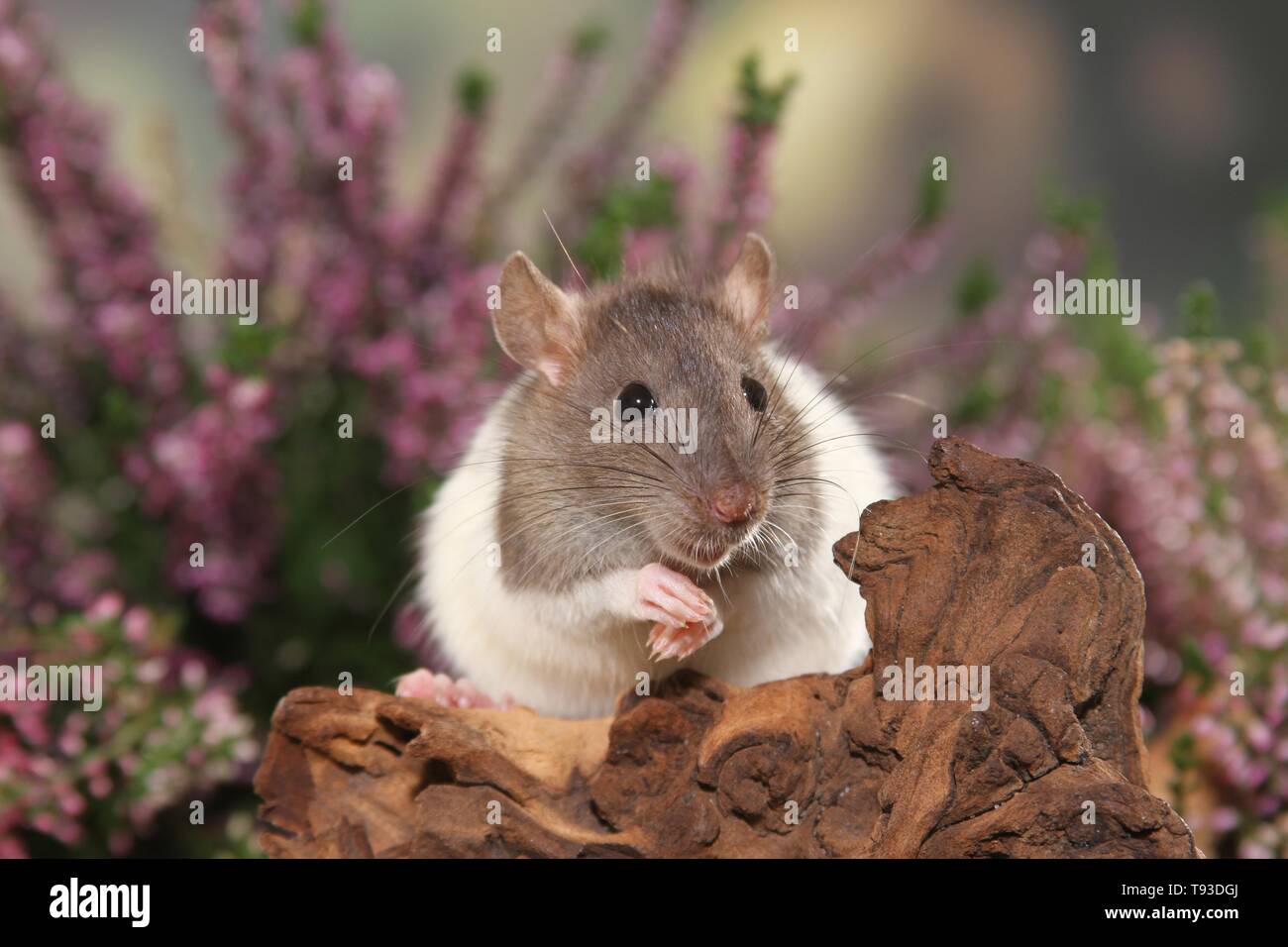 Heather leg hi-res stock photography and images - Alamy