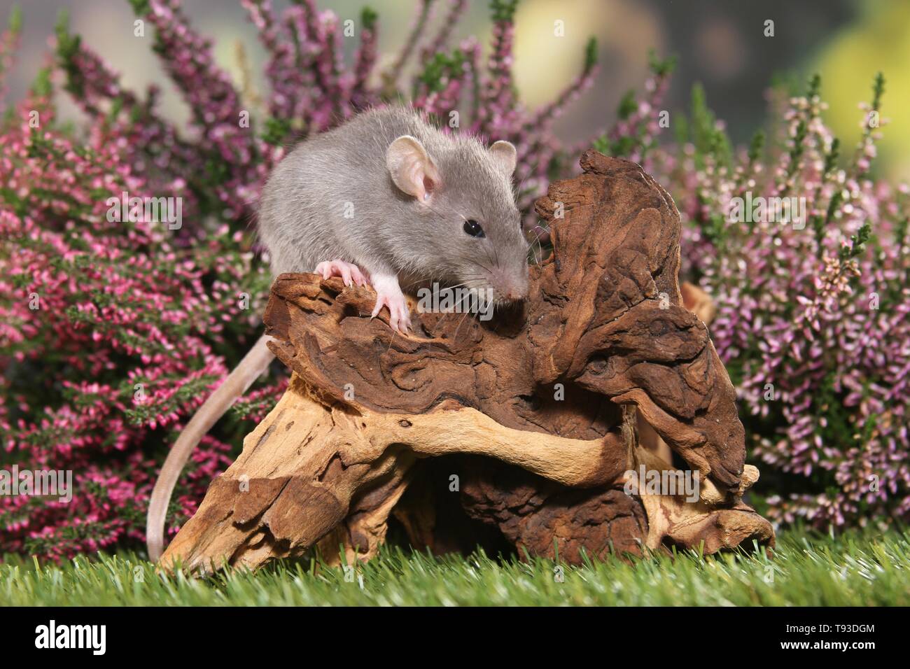 Fancy tree root hi-res stock photography and images - Alamy