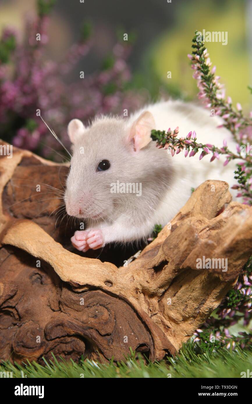 Heather leg hi-res stock photography and images - Alamy