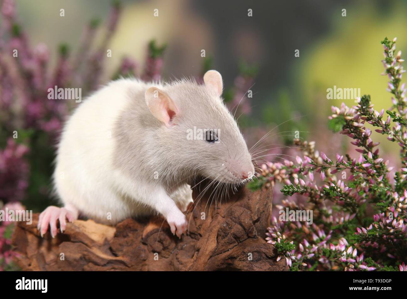Bicolored heath hi-res stock photography and images - Alamy