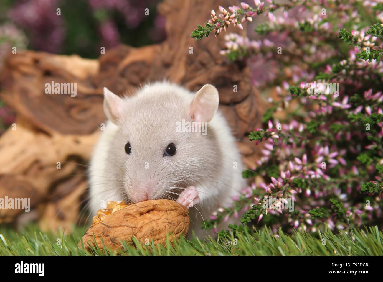 Two rats eating hi-res stock photography and images - Alamy
