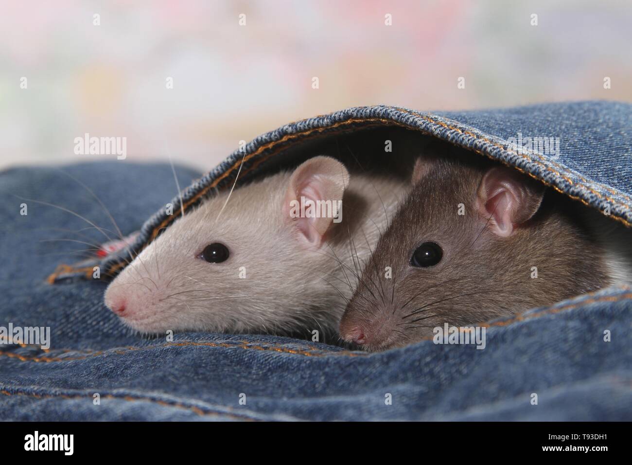 Beige hooded rat hi-res stock photography and images - Alamy