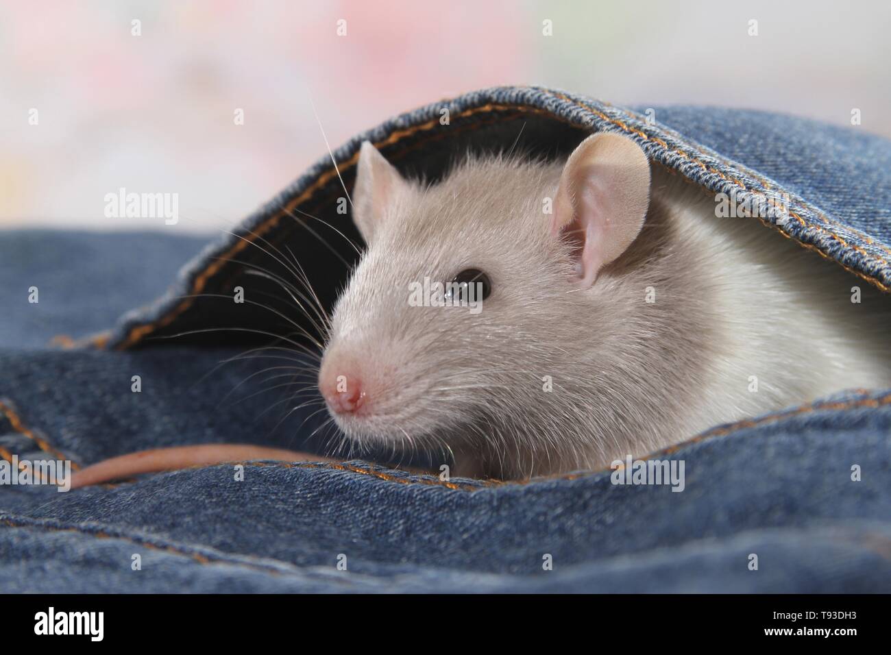 Beige hooded rat hi-res stock photography and images - Alamy