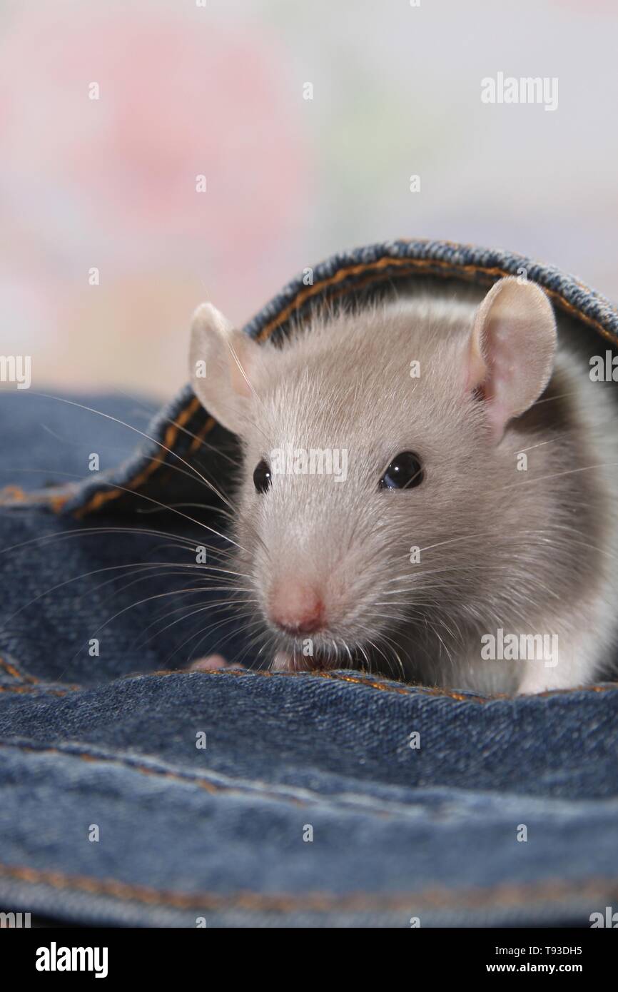 Beige hooded rat hi-res stock photography and images - Alamy