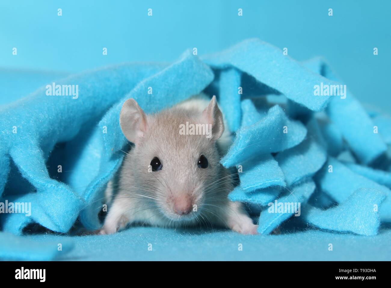 Beige hooded rat hi-res stock photography and images - Alamy