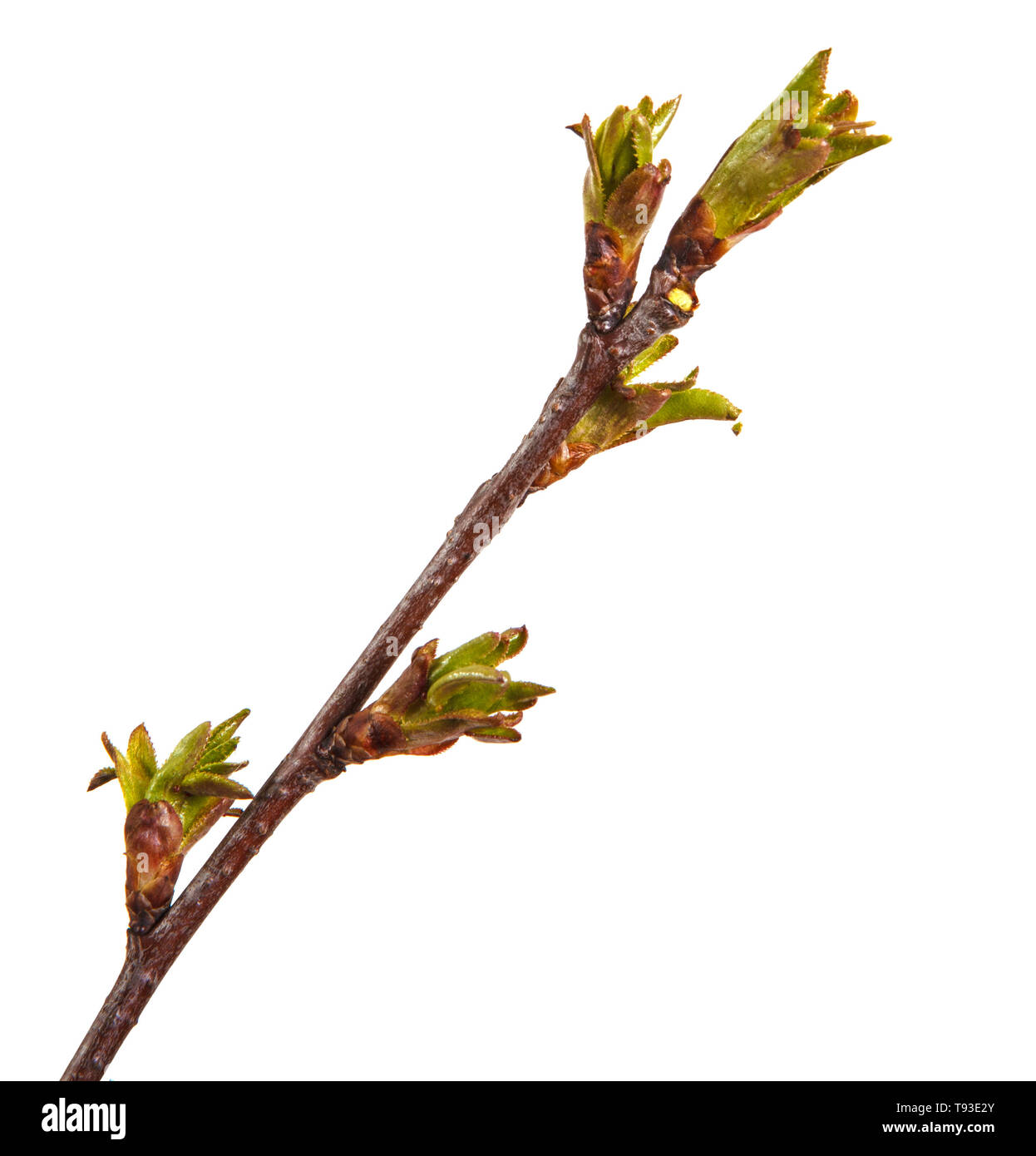 Swollen green buds on a branch of cherry tree Stock Photo - Alamy