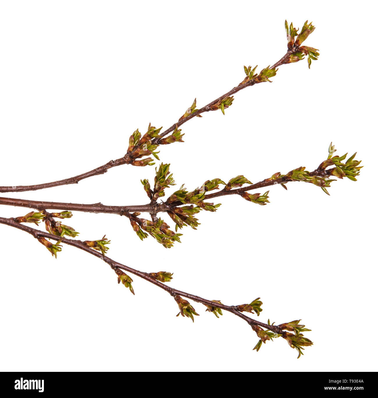 Swollen green buds on a branch of cherry tree Stock Photo - Alamy