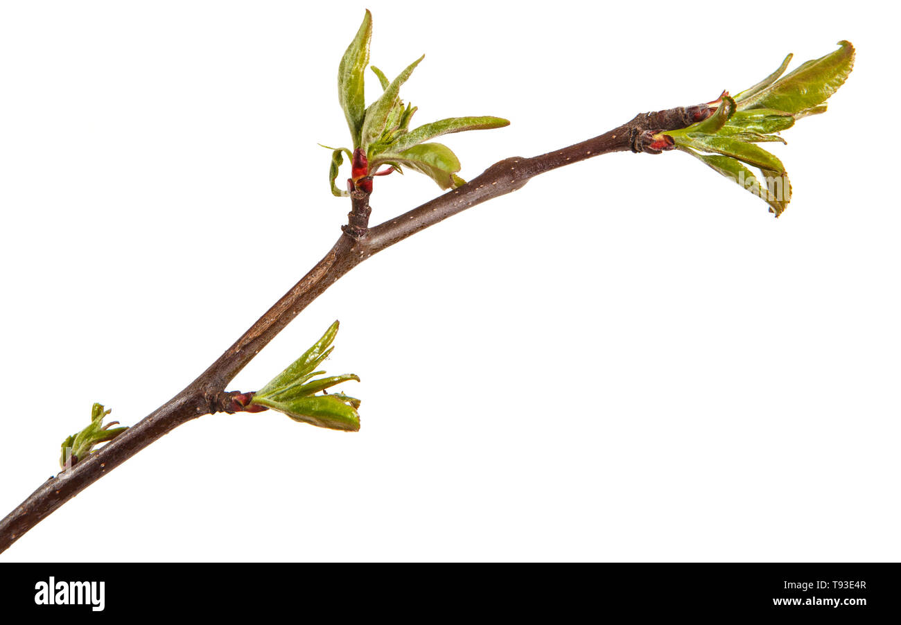 Apple Tree Branch