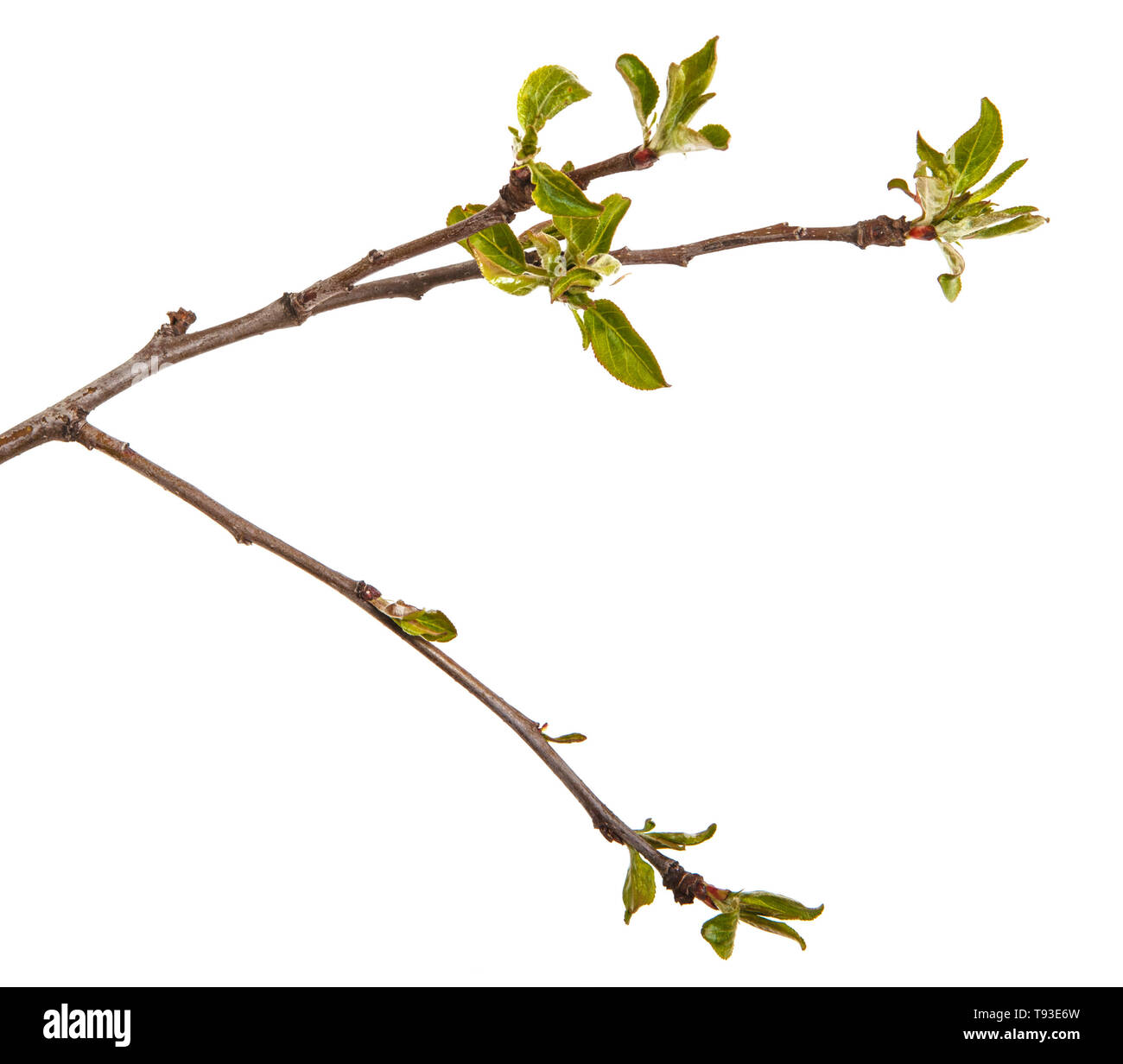 Branch of an apple tree with young leaves isolated on a white Stock ...