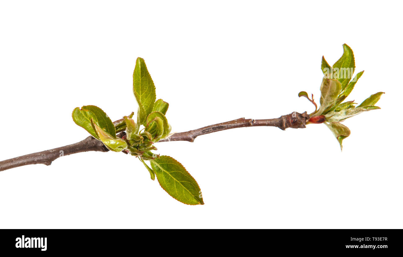 Small apple tree garden Cut Out Stock Images & Pictures - Alamy