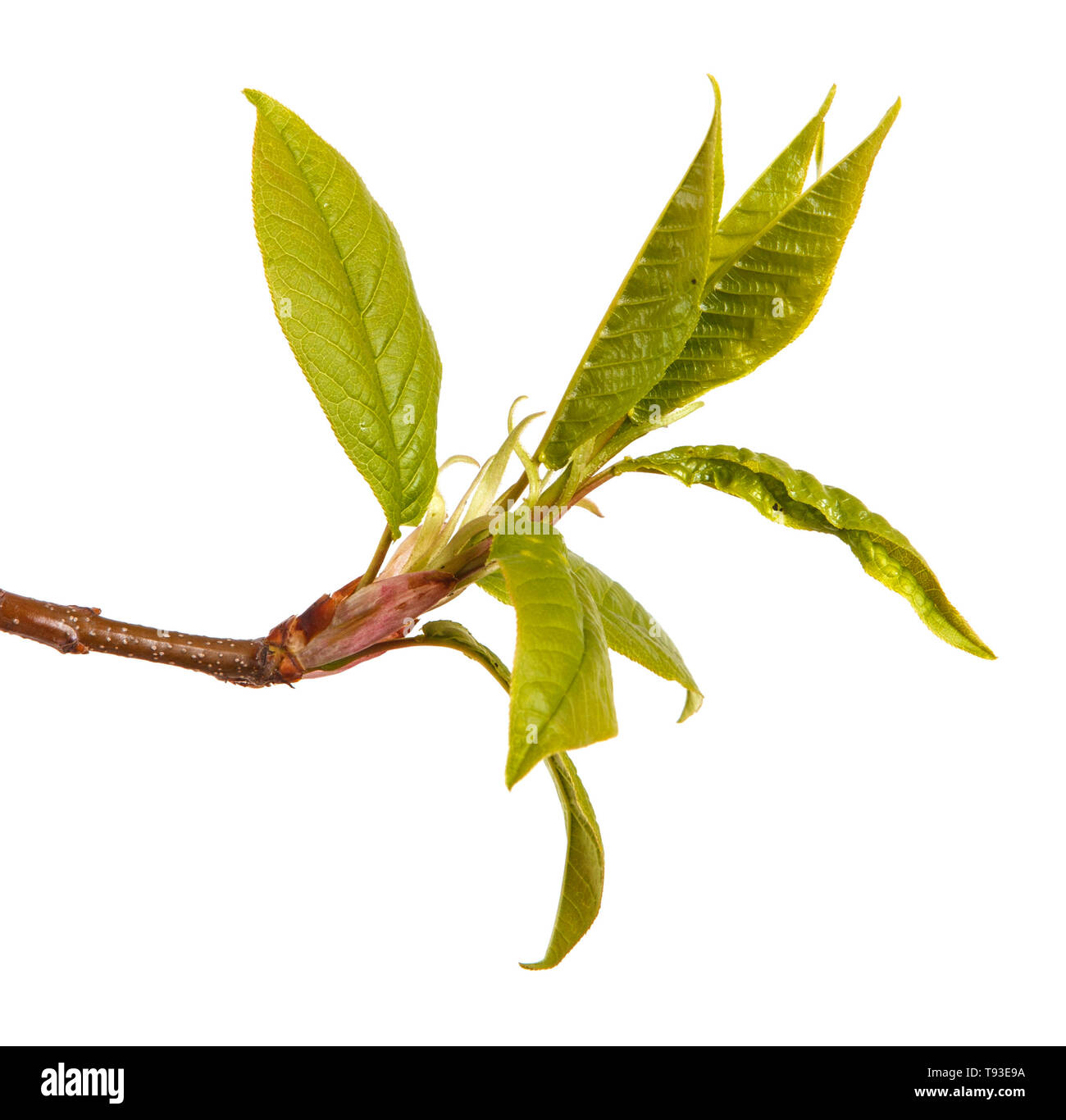 A bird cherry branch with young green leaves. Isolated on white Stock ...