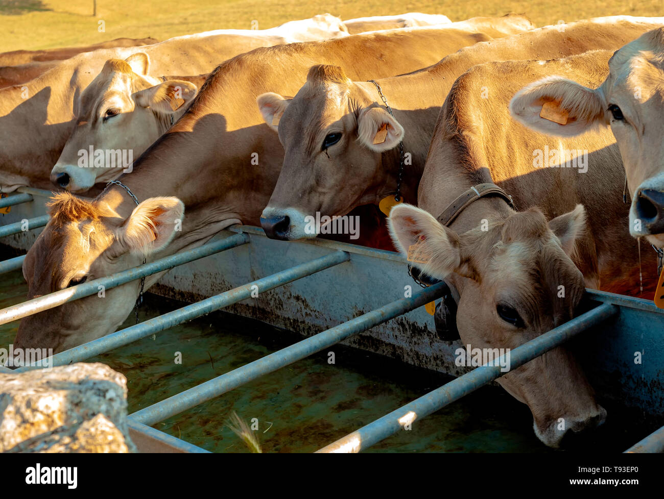 some cows drinking water after grazing Stock Photo - Alamy
