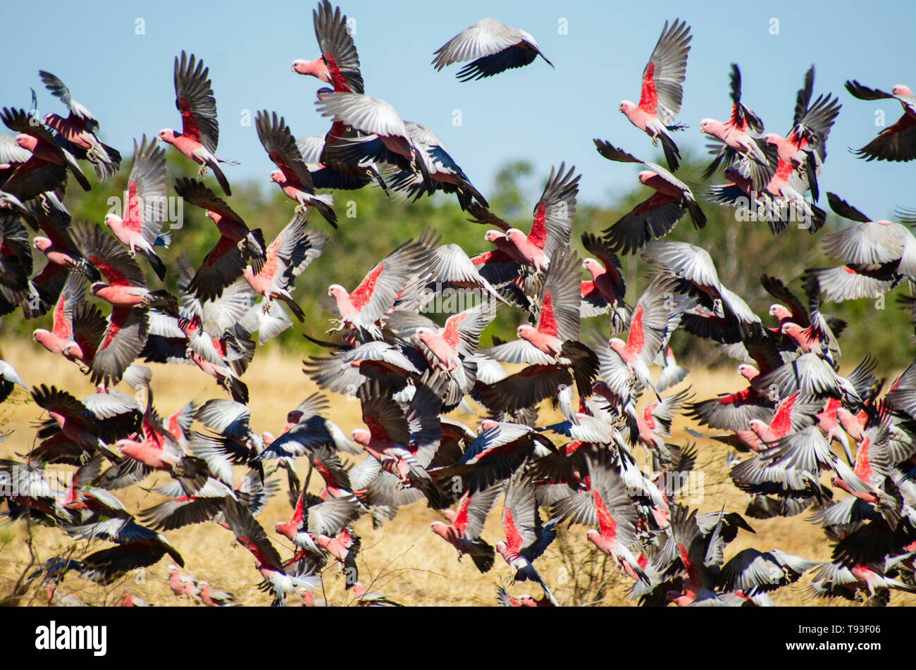 Flock of galahs hi-res stock photography and images - Alamy