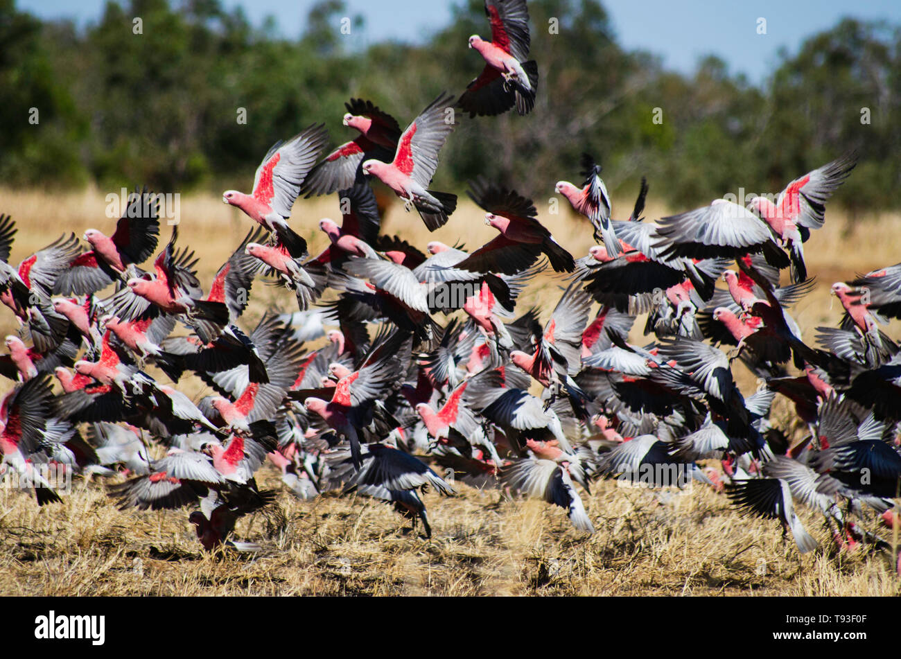 A large flock of Galahs take to the sky together Stock Photo - Alamy