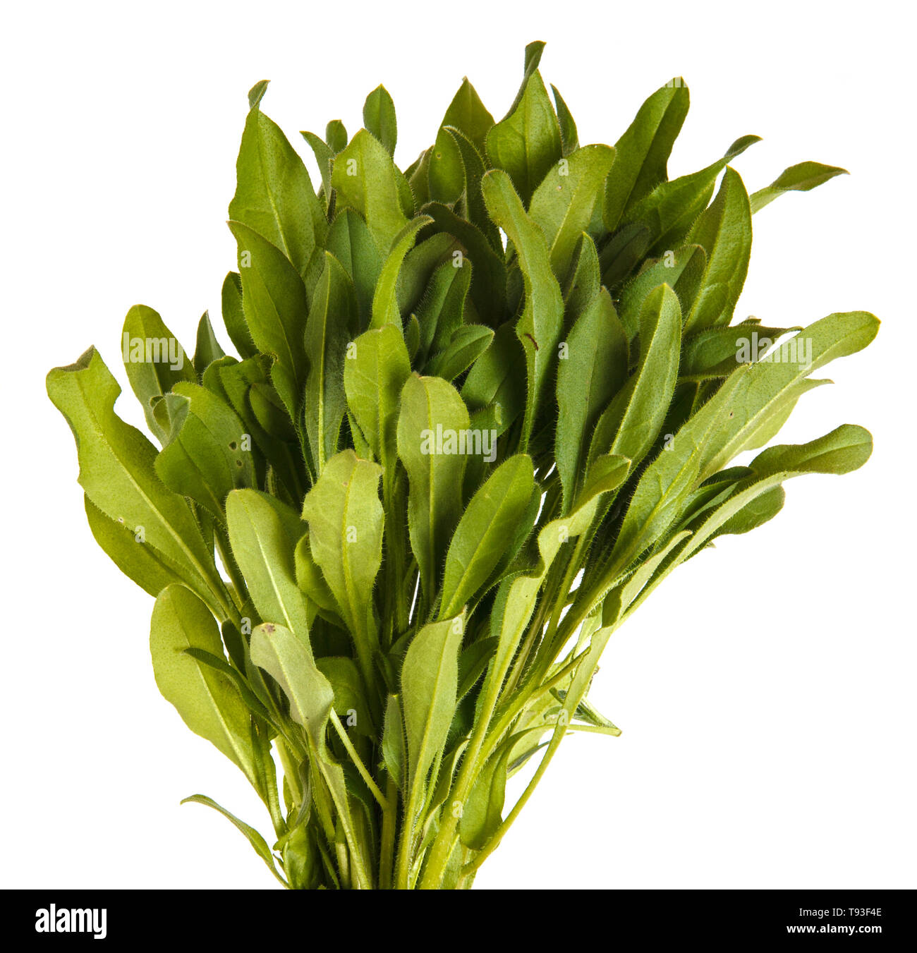 A bunch of green grass. Isolate on white Stock Photo - Alamy