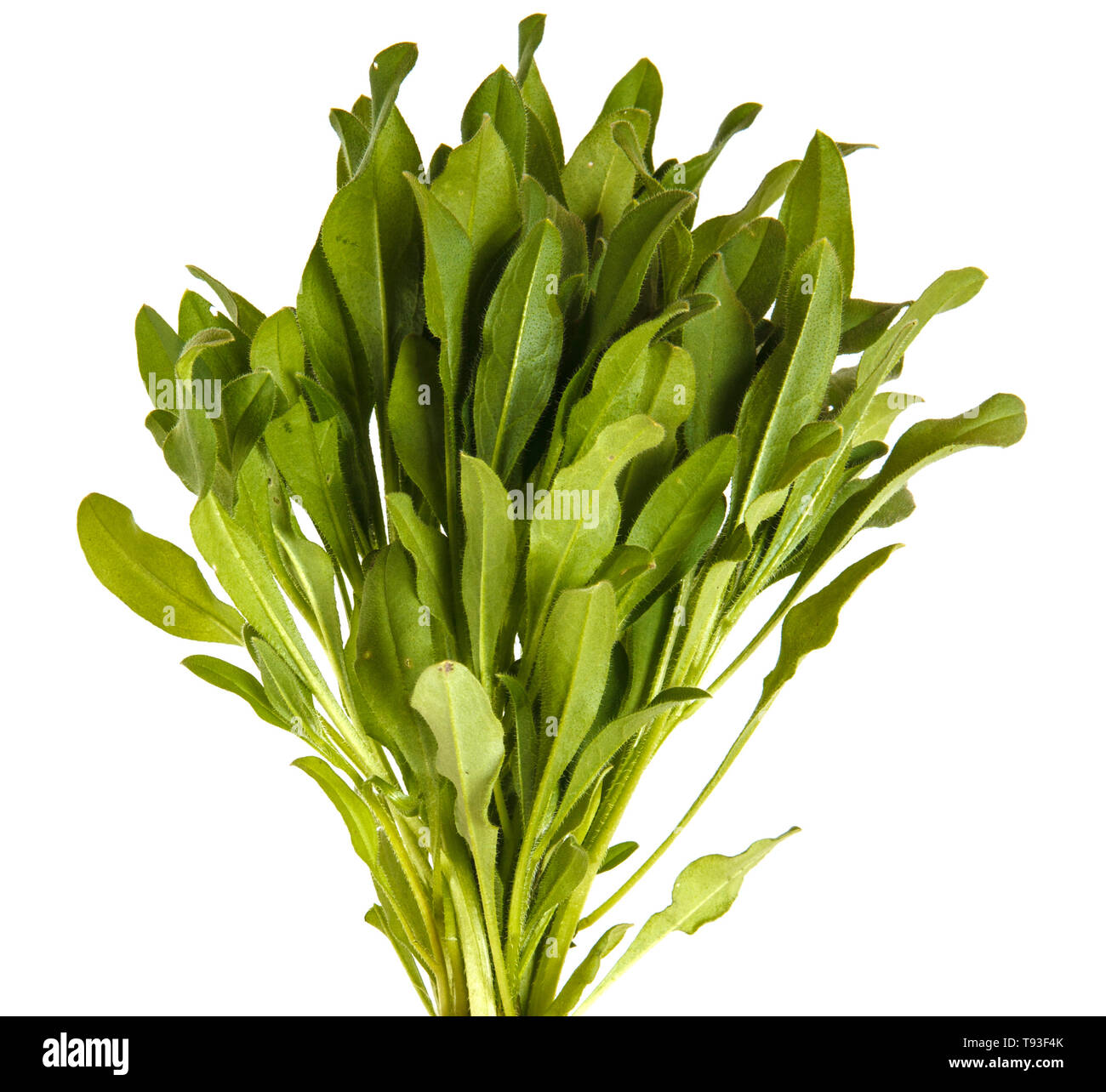 A bunch of green grass. Isolate on white Stock Photo - Alamy