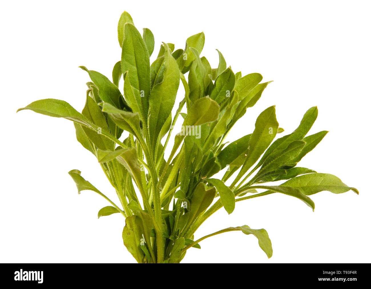 A bunch of green grass. Isolate on white Stock Photo - Alamy
