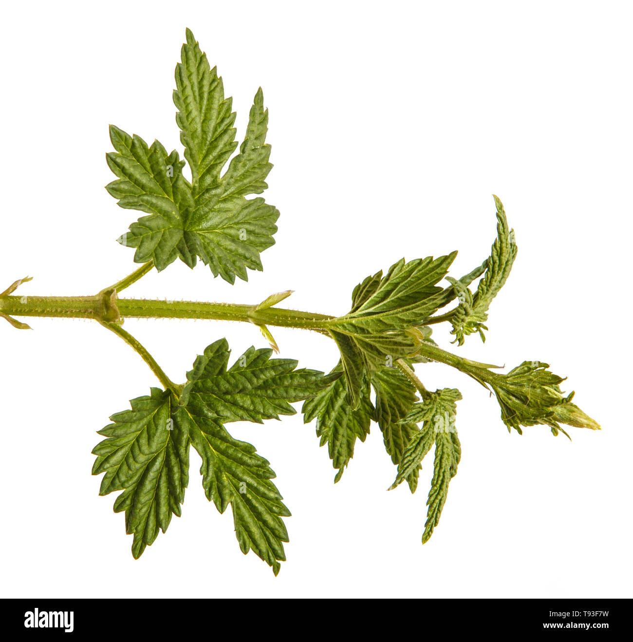 Hop leaves hi-res stock photography and images - Alamy