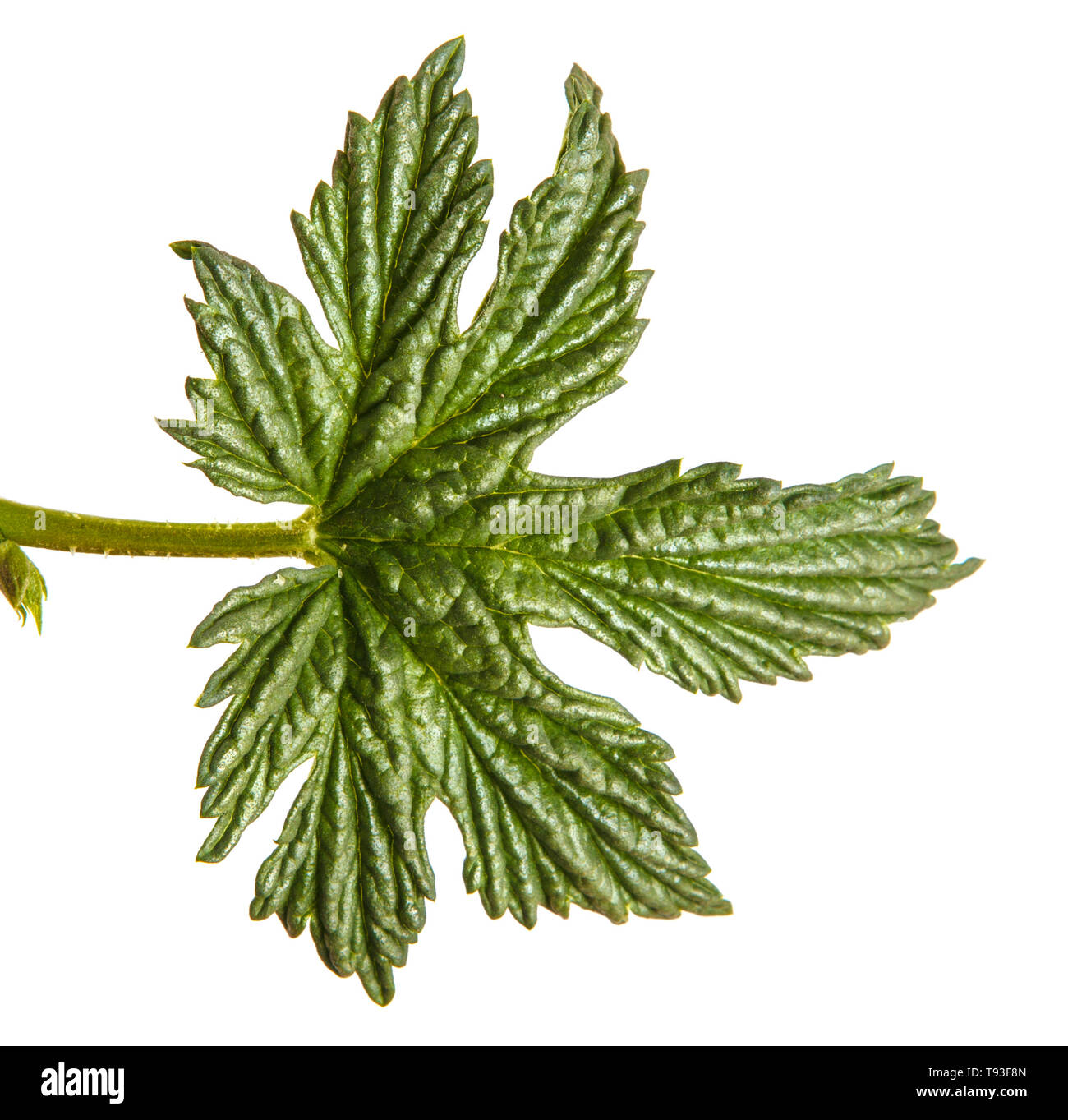 Hop stem hi-res stock photography and images - Alamy